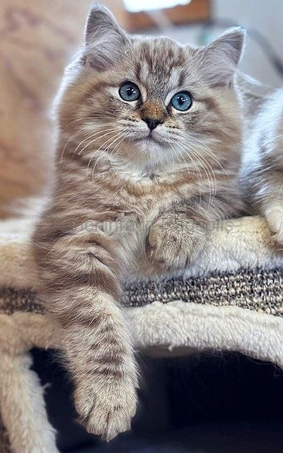 Ranchinragz Ragdolls | Our Ragdoll Kings and Queens Ragdoll Breeder ...