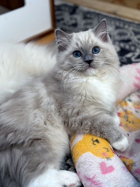 Our Ragdoll Cats | Ranchinragz Ragdolls