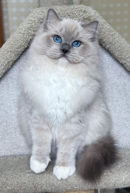 Our Ragdoll Cats | Ranchinragz Ragdolls