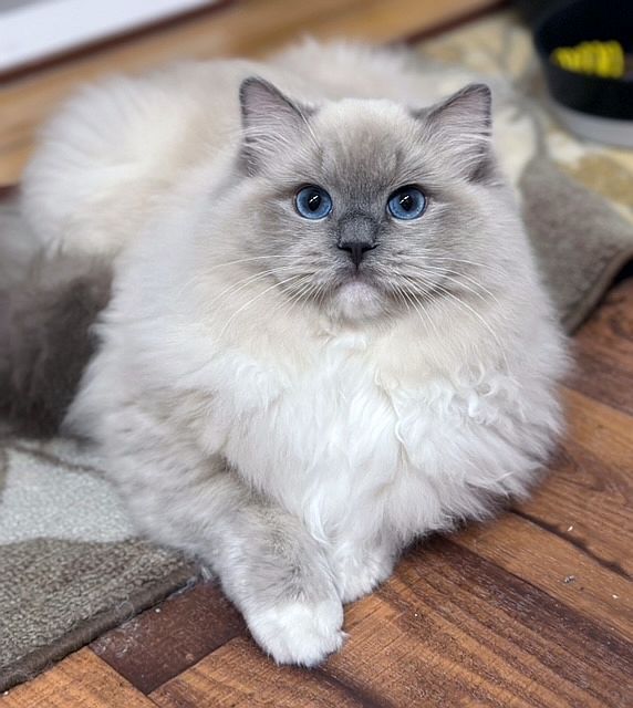 Our Ragdoll Cats | Ranchinragz Ragdolls