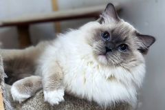 Our Ragdoll Cats | Ranchinragz Ragdolls