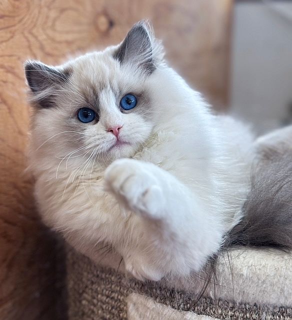Our Ragdoll Cats | Ranchinragz Ragdolls