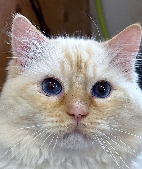 Ranchinragz Ragdolls | Our Ragdoll Kings and Queens Ragdoll Breeder ...