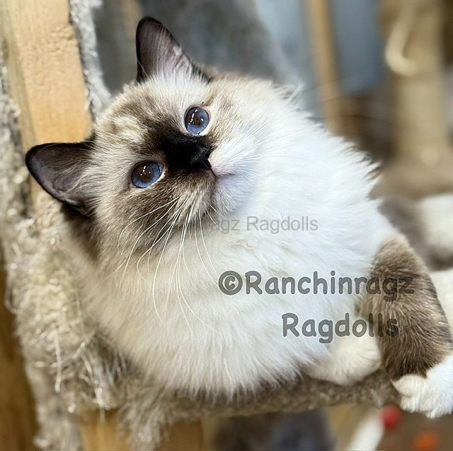 Ranchinragz Ragdolls | Our Ragdoll Kings and Queens Ragdoll Breeder ...
