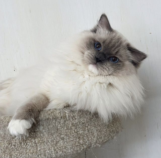 Our Ragdoll Cats | Ranchinragz Ragdolls