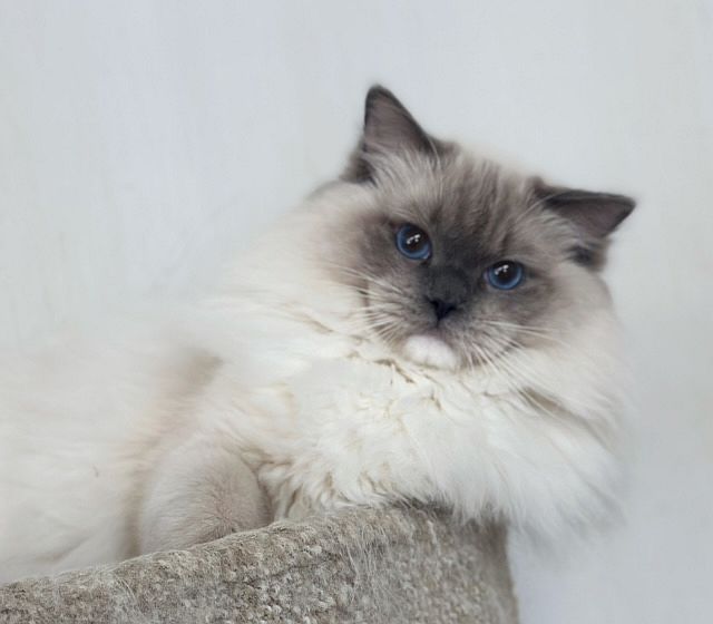Our Ragdoll Cats | Ranchinragz Ragdolls
