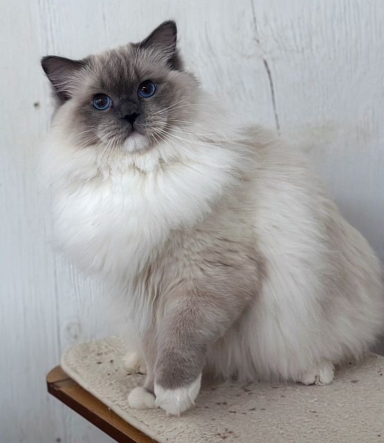 Our Ragdoll Cats | Ranchinragz Ragdolls