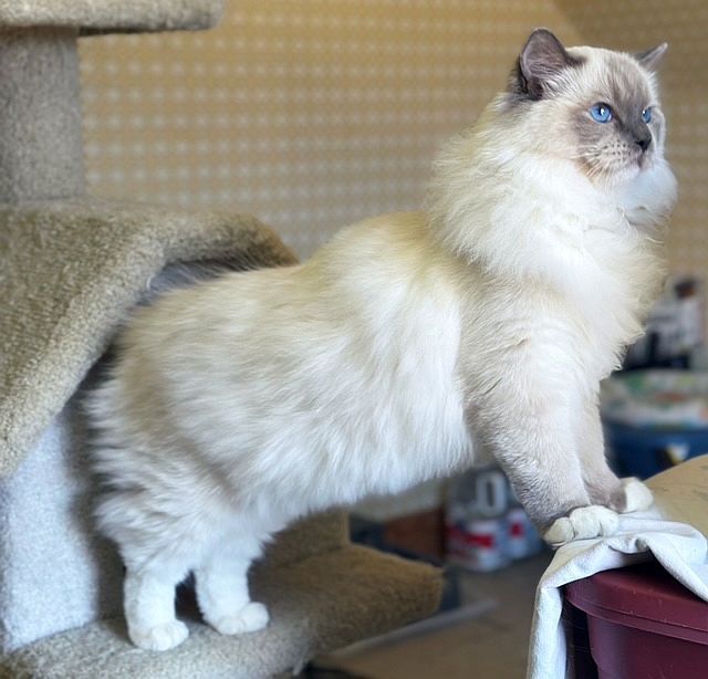 Our Ragdoll Cats | Ranchinragz Ragdolls