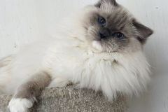 Our Ragdoll Cats | Ranchinragz Ragdolls