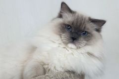 Our Ragdoll Cats | Ranchinragz Ragdolls
