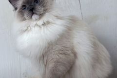 Our Ragdoll Cats | Ranchinragz Ragdolls