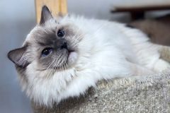 Our Ragdoll Cats | Ranchinragz Ragdolls