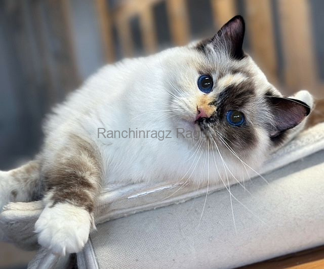 Ranchinragz Ragdolls | Our Traditional Ragdoll Kings and Queens Ragdoll ...