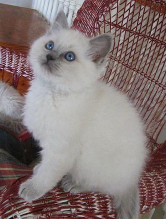 Retired & Young Adults Available | Ranchinragz Ragdolls