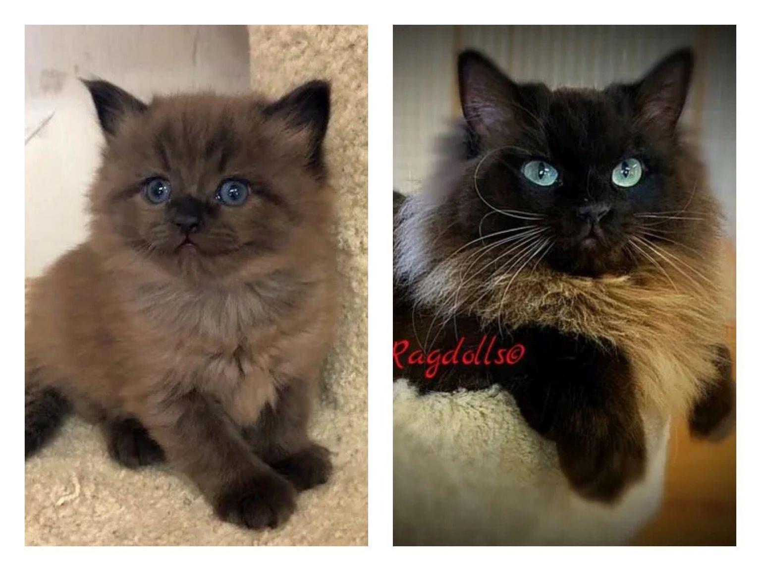 What is a Mink Ragdoll | AB Canada | Ranchinragz Ragdolls