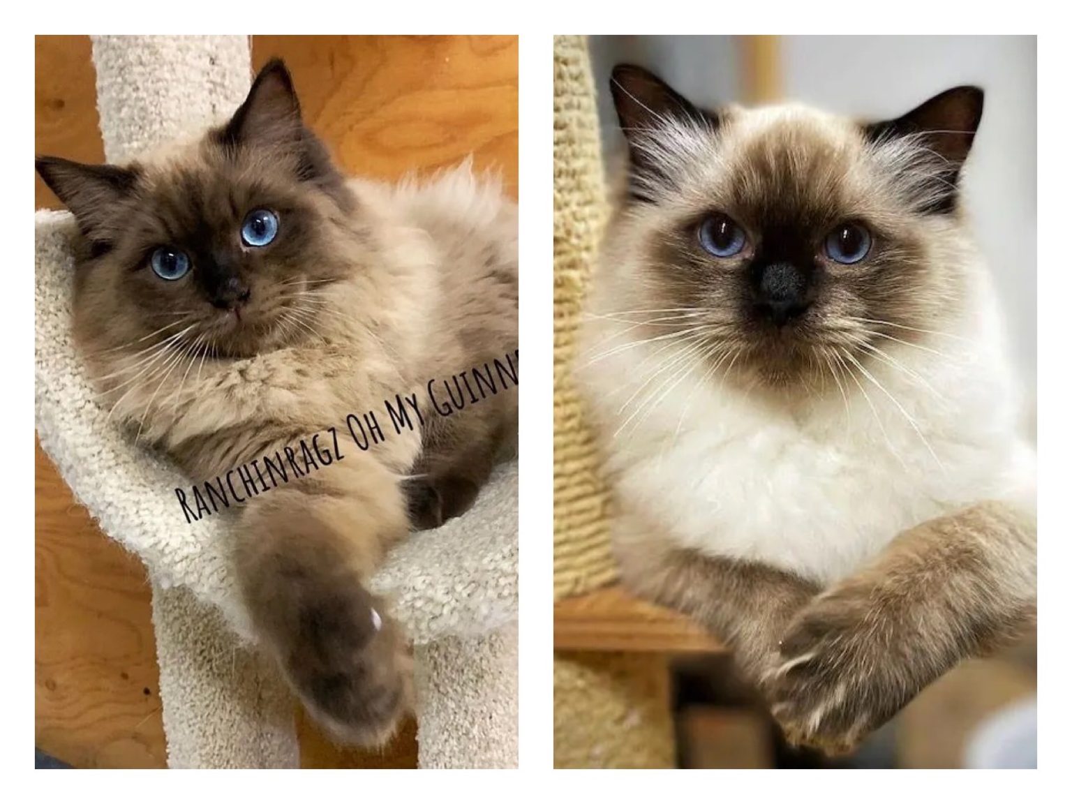 What is a Mink Ragdoll | AB Canada | Ranchinragz Ragdolls