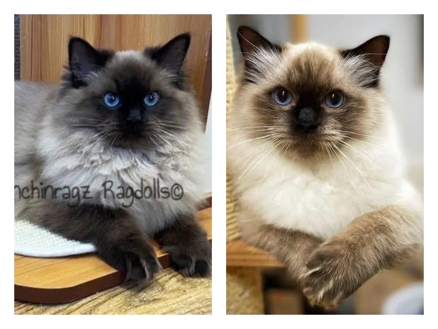 What is a Mink Ragdoll | AB Canada | Ranchinragz Ragdolls