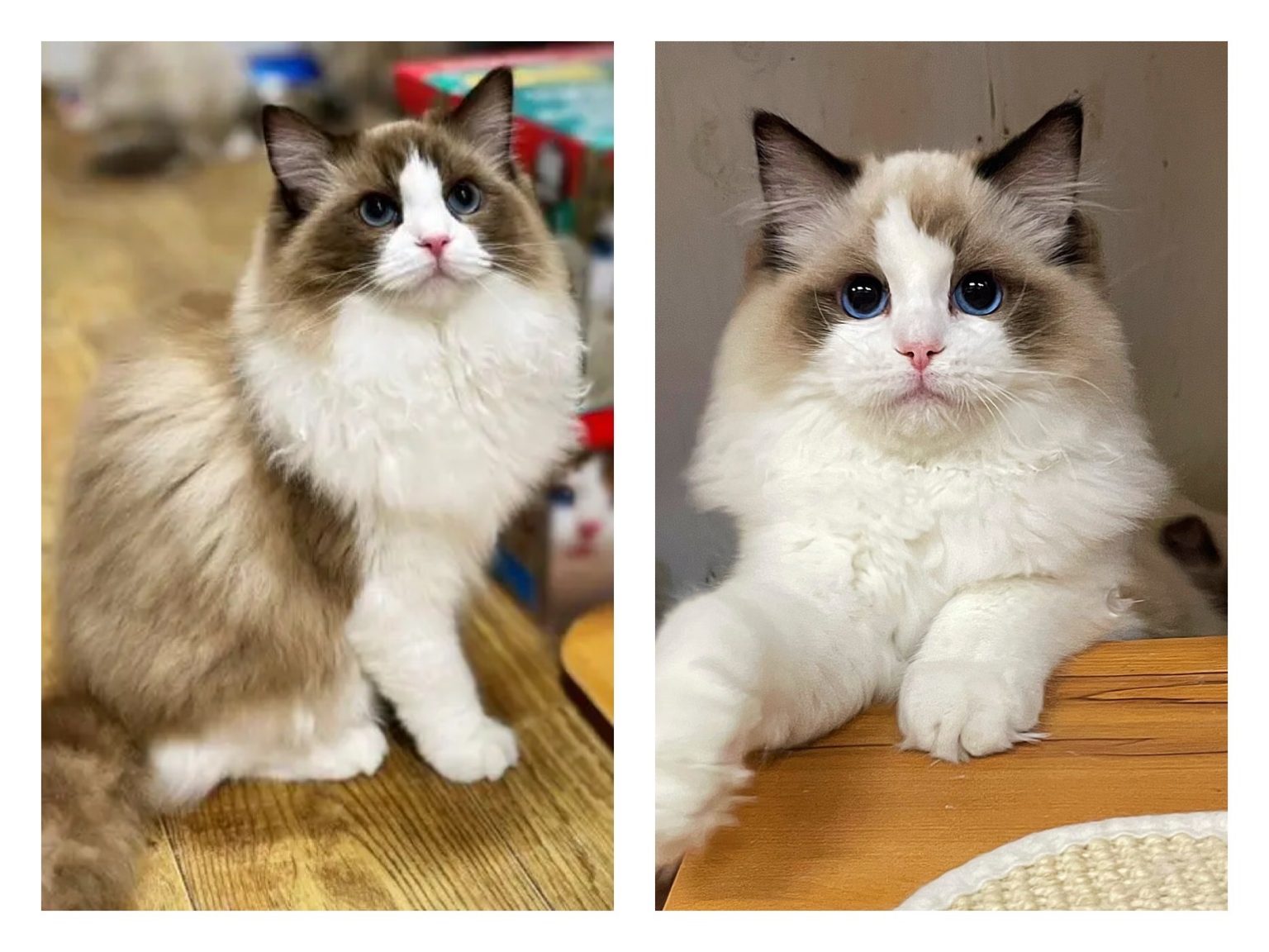 What is a Mink Ragdoll | AB Canada | Ranchinragz Ragdolls