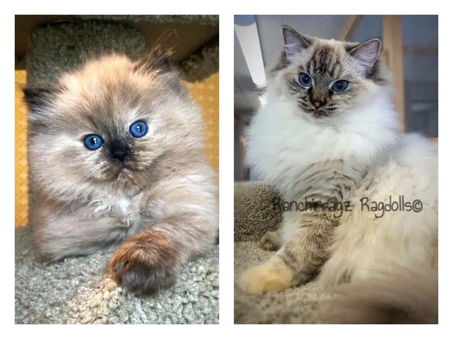 What is a Mink Ragdoll | AB Canada | Ranchinragz Ragdolls