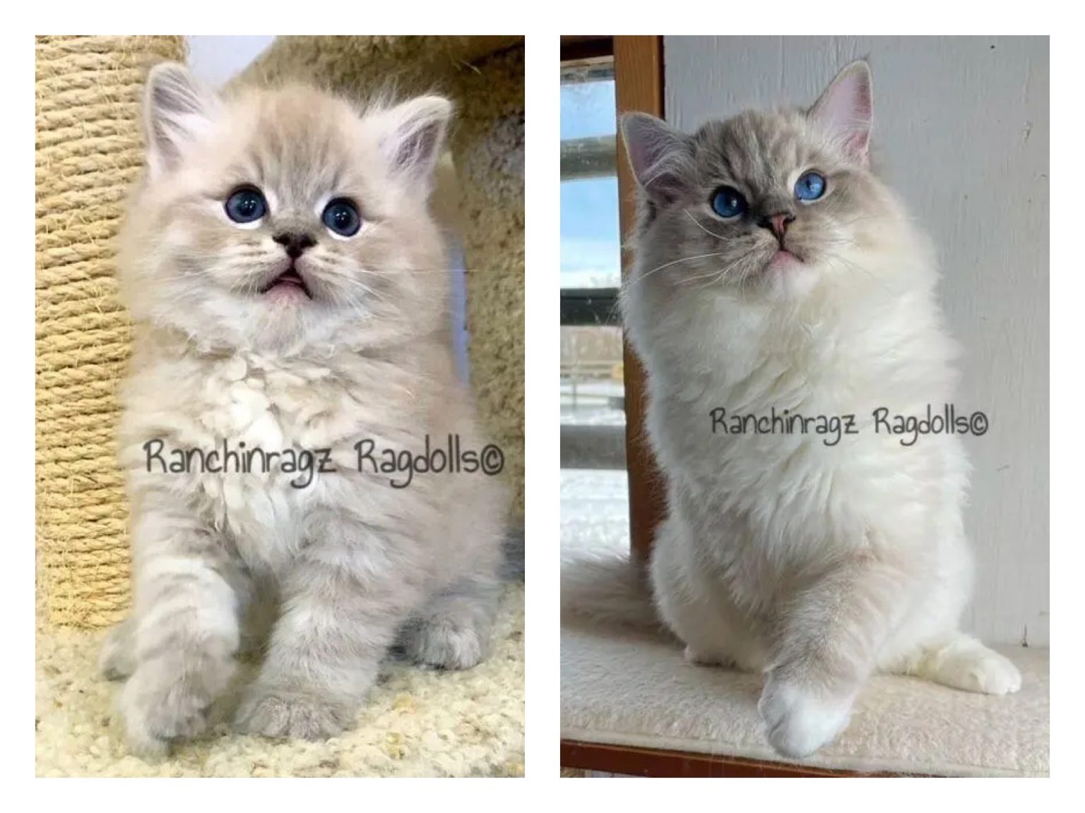 What is a Mink Ragdoll | AB Canada | Ranchinragz Ragdolls