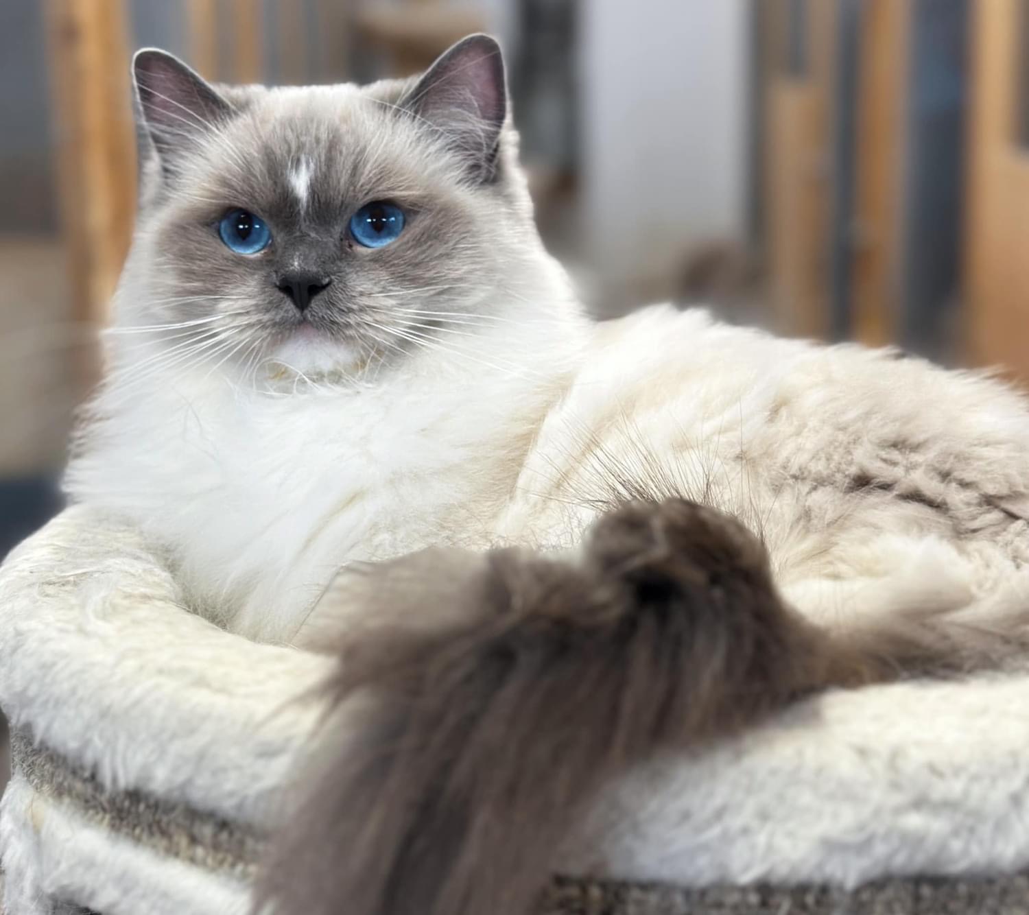 Ranchinragz Ragdolls | Our Ragdoll Kings and Queens Ragdoll Breeder ...